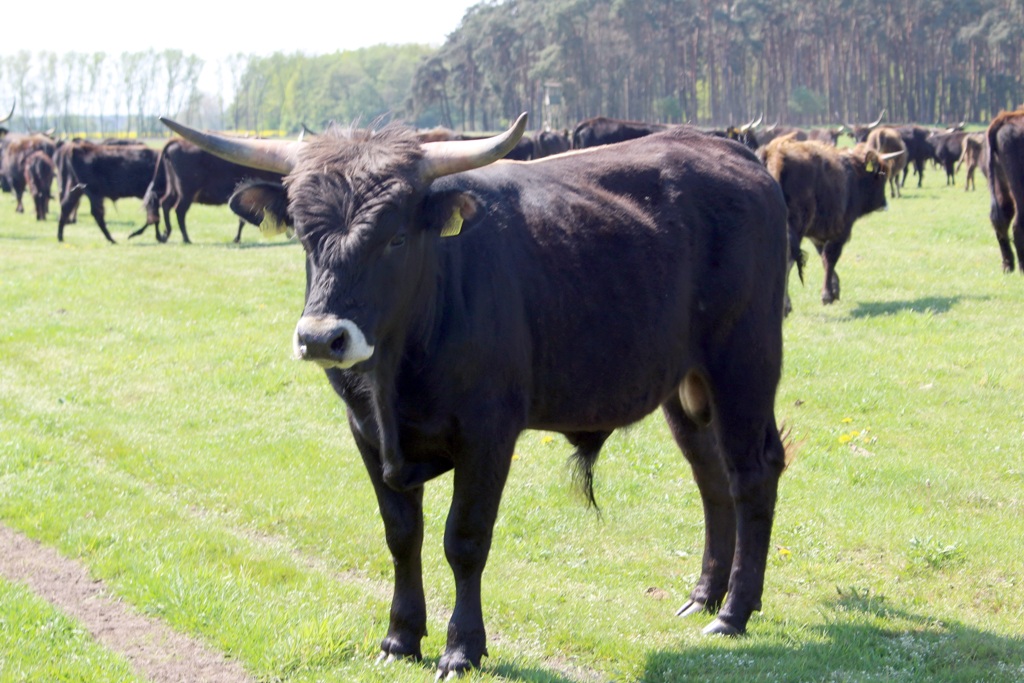 Auerochsen - Vielanker Brauhaus