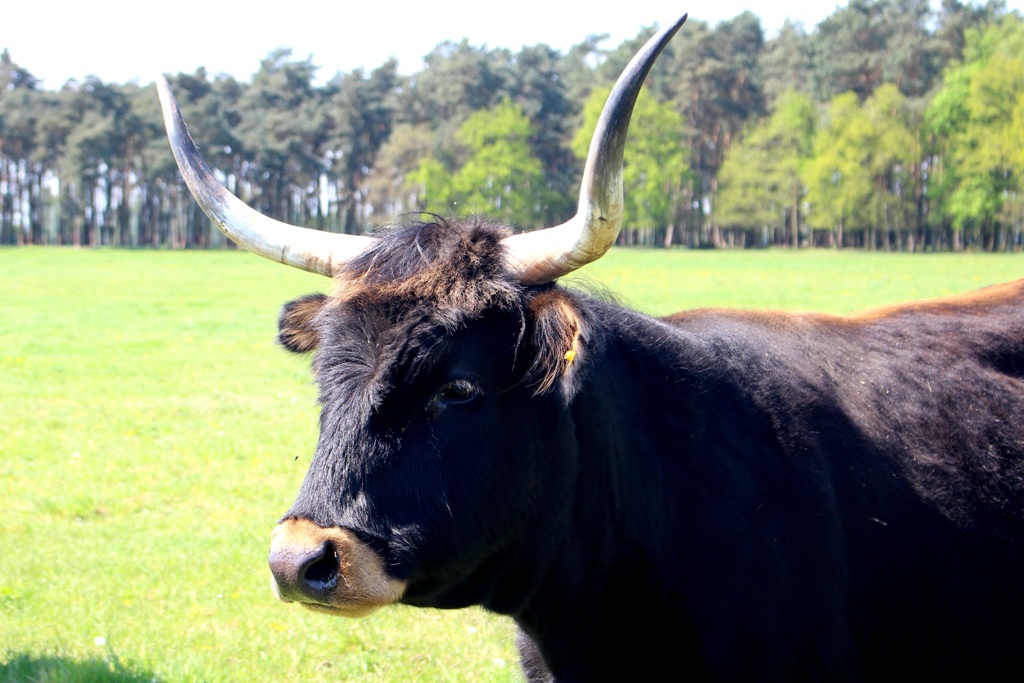 Auerochsen - Vielanker Brauhaus